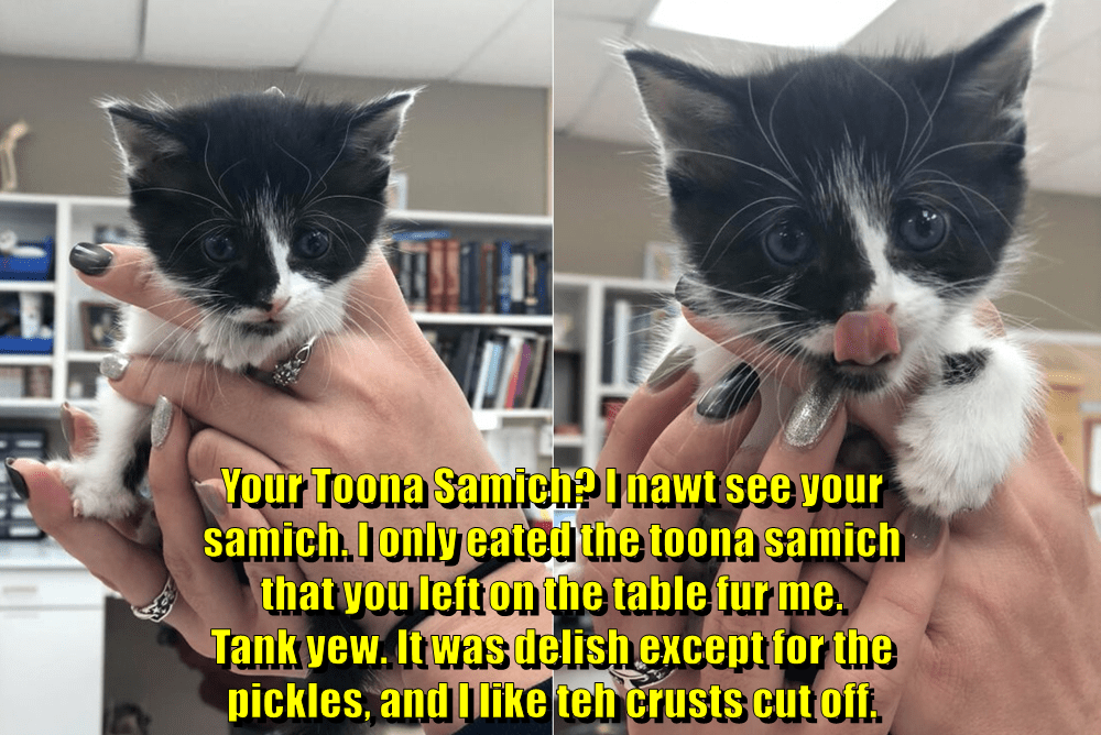 Your Toona Samich - Lolcats - lol | cat memes | funny cats | funny cat ...