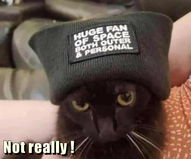 Not really ! - Lolcats - lol | cat memes | funny cats | funny cat ...