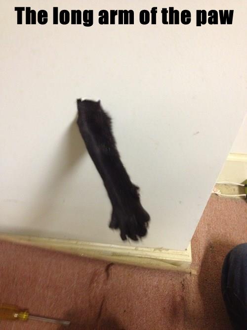 The long arm of the paw - Lolcats - lol | cat memes | funny cats ...