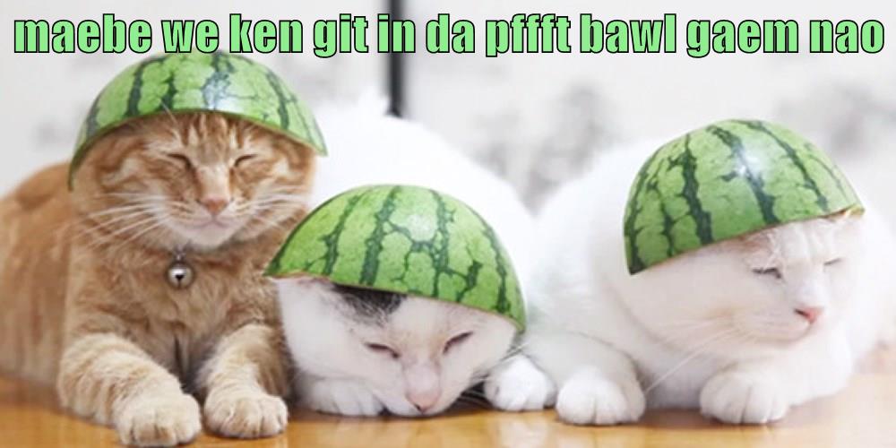 Da pffft bawl - Lolcats - lol | cat memes | funny cats | funny cat ...