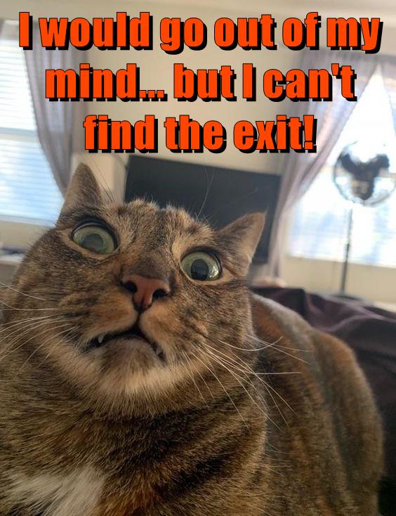 No signs - Lolcats - lol | cat memes | funny cats | funny cat pictures ...