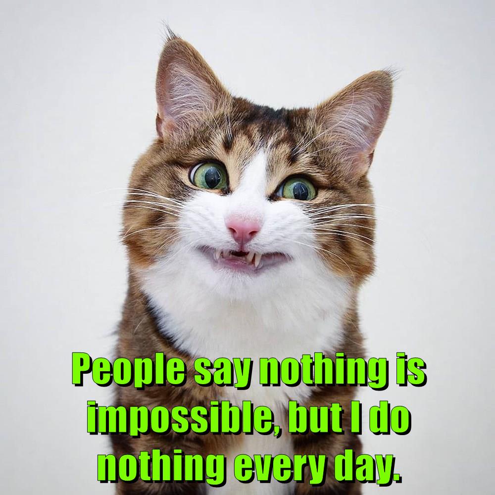 Nothing is possible - Lolcats - lol | cat memes | funny cats | funny ...