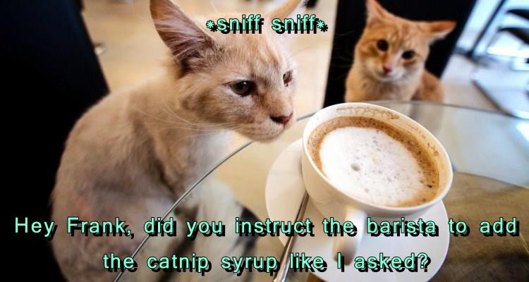 *sniff sniff* - Lolcats - lol | cat memes | funny cats | funny cat ...