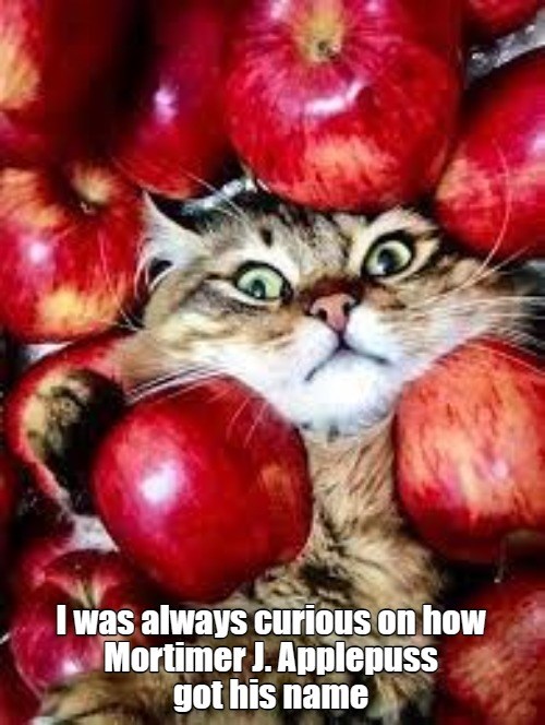Applepuss - Lolcats - lol | cat memes | funny cats | funny cat pictures ...
