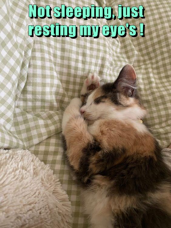 Not sleeping, just resting my eye's ! - Lolcats - lol | cat memes ...