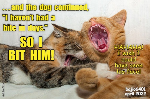 IT'S A CLASSIC - Lolcats - lol | cat memes | funny cats | funny cat ...