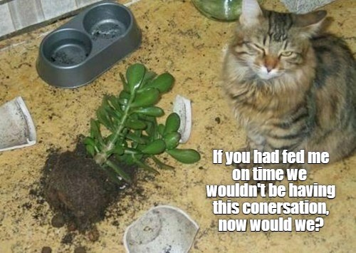 Cat lessons - Lolcats - lol | cat memes | funny cats | funny cat ...