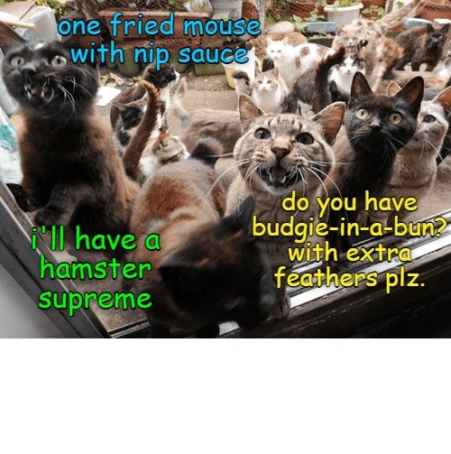 No more boring gushy food! - Lolcats - lol | cat memes | funny cats ...