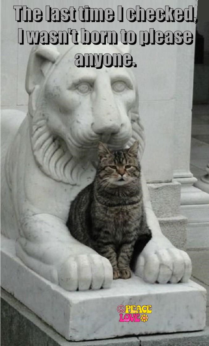 Last time I checked - Lolcats - lol | cat memes | funny cats | funny ...