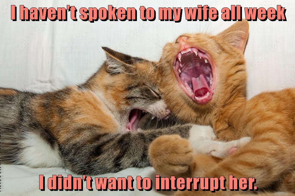 A long week - Lolcats - lol | cat memes | funny cats | funny cat ...