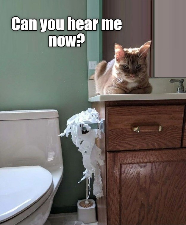 Can you hear me now? - Lolcats - lol | cat memes | funny cats | funny ...