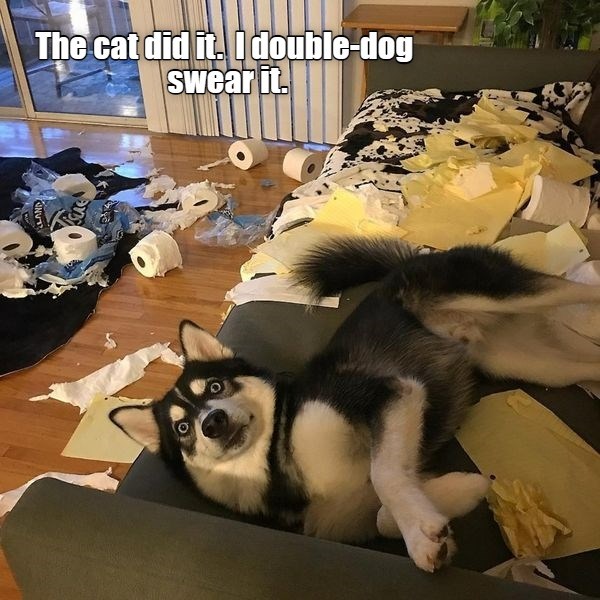 Double-dog swear it - I Has A Hotdog - Dog Pictures - Funny pictures of ...