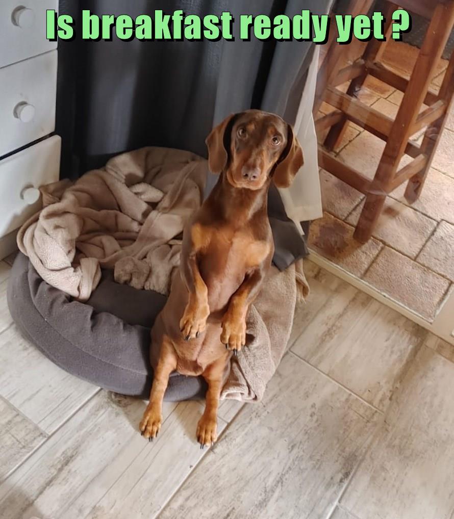 Is breakfast ready yet ? - I Has A Hotdog - Dog Pictures - Funny ...