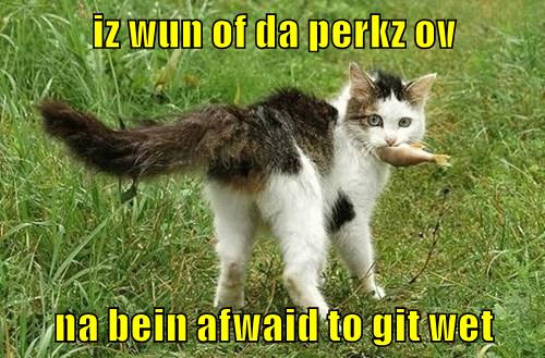 One of the perks - Lolcats - lol | cat memes | funny cats | funny cat ...