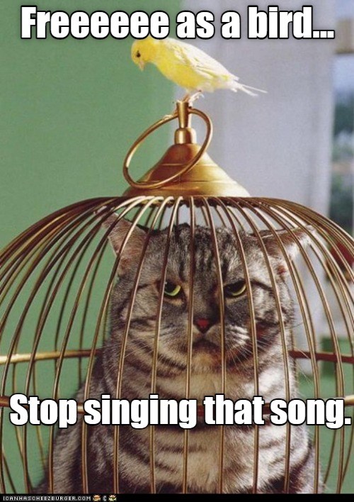 Tom is not in the mood for Beatles music. - Lolcats - lol | cat memes ...