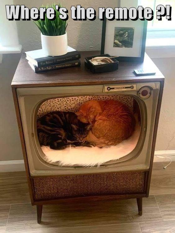 Where's the remote ?! - Lolcats - lol | cat memes | funny cats | funny ...