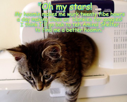 Overworked! - Lolcats - lol | cat memes | funny cats | funny cat ...