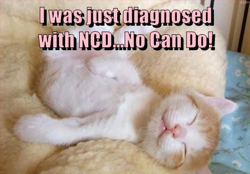 NCD - Lolcats - lol | cat memes | funny cats | funny cat pictures with ...