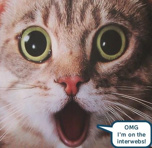 Surprise lolcat - Lolcats - lol | cat memes | funny cats | funny cat ...