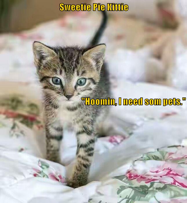Sweetie Pie Kittie - Lolcats - lol | cat memes | funny cats | funny cat ...