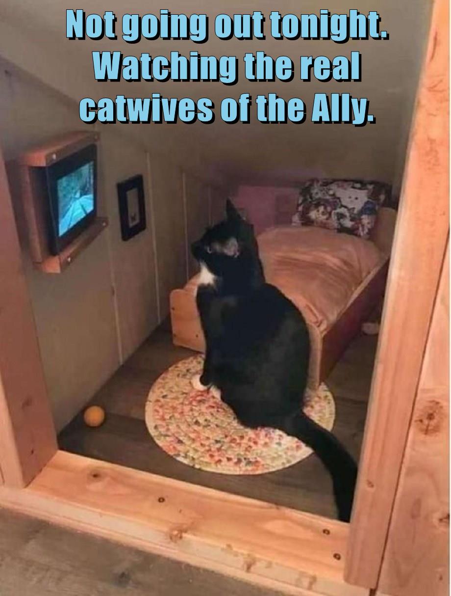 Not going out tonight - Lolcats - lol | cat memes | funny cats | funny ...