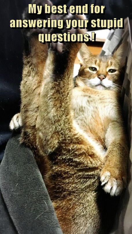 My best end - Lolcats - lol | cat memes | funny cats | funny cat ...