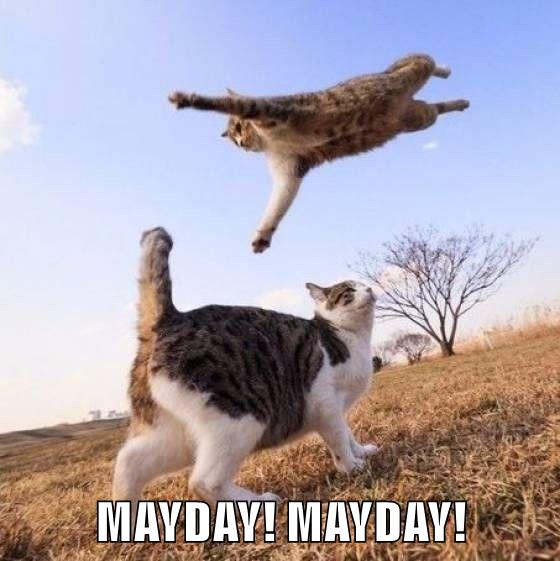 MAYDAY! MAYDAY! - Lolcats - lol | cat memes | funny cats | funny cat ...