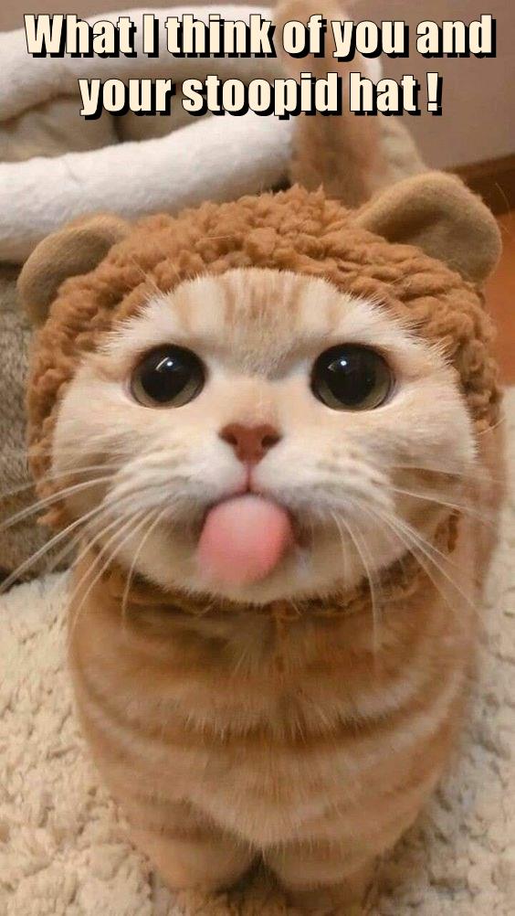 What I think of you and your stoopid hat ! - Lolcats - lol | cat memes ...