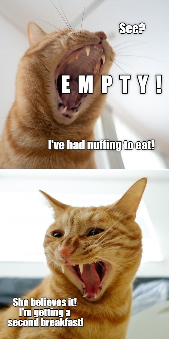 Clever Cat - Lolcats - lol | cat memes | funny cats | funny cat pictures with words on them ...