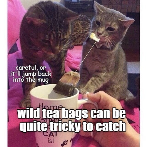 It takes great skill and patience to catch one of these - Lolcats - lol ...