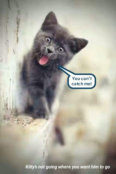 Kitty's not going where you want him to go - Lolcats - lol | cat memes ...