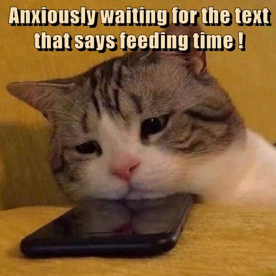 Anxiously waiting - Lolcats - lol | cat memes | funny cats | funny cat pictures with words on ...