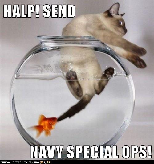 HALP! - Lolcats - lol | cat memes | funny cats | funny cat pictures ...
