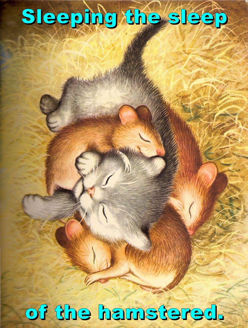 Sleeping the sleep of the hamstered. - Lolcats - lol | cat memes ...