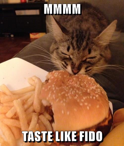 MMMM - Lolcats - lol | cat memes | funny cats | funny cat pictures with ...