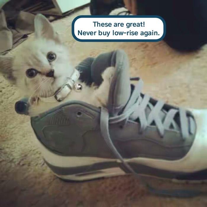 Built-in back rest - Lolcats - lol | cat memes | funny cats | funny cat ...