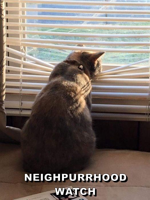 NEIGHPURRHOOD WATCH - Lolcats - lol | cat memes | funny cats | funny ...
