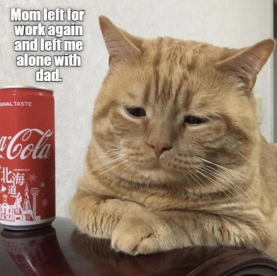 Home alone (with dad) - Lolcats - lol | cat memes | funny cats | funny ...