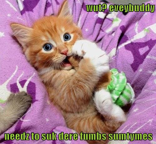 Wut? - Lolcats - lol | cat memes | funny cats | funny cat pictures with ...