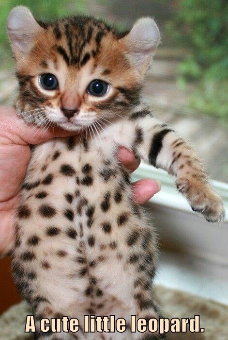 A cute little leopard. - Lolcats - lol | cat memes | funny cats | funny ...