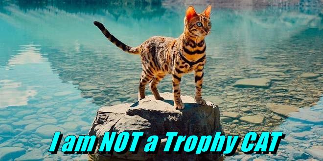 I am NOT a Trophy CAT - Lolcats - lol | cat memes | funny cats | funny ...