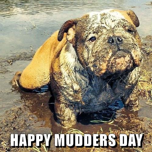 HAPPY MUDDERS DAY - I Has A Hotdog - Dog Pictures - Funny pictures of ...