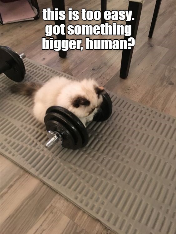 This is too easy - Lolcats - lol | cat memes | funny cats | funny cat ...