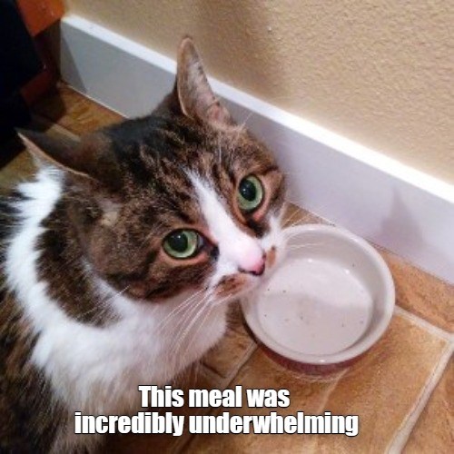 But Thank You Anyway - Lolcats - lol | cat memes | funny cats | funny ...