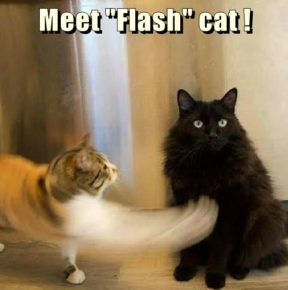 Meet "Flash" cat ! - Lolcats - lol | cat memes | funny cats | funny cat ...