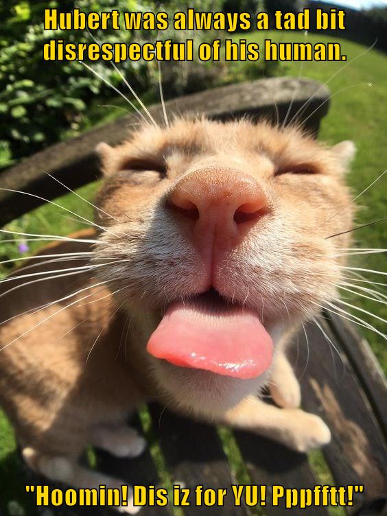 Hubert was always a tad bit disrespectful - Lolcats - lol | cat memes ...