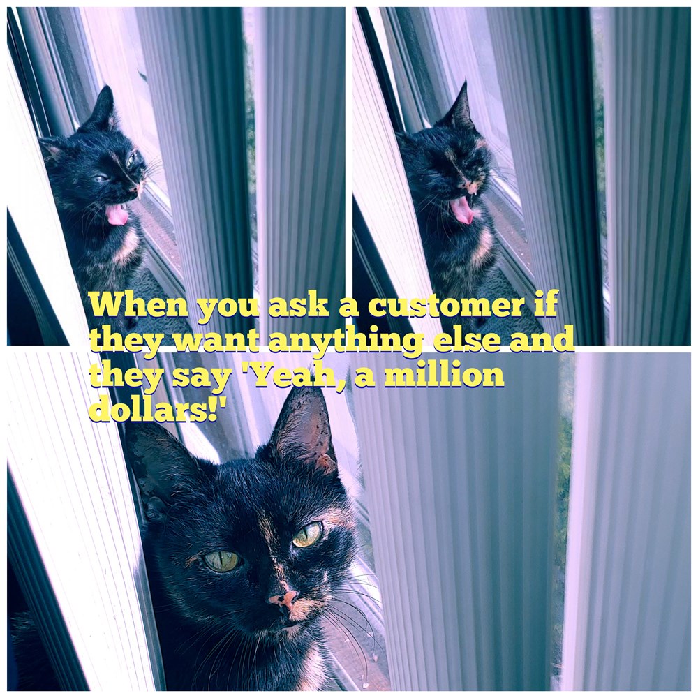 Hahaha *not* - Lolcats - lol | cat memes | funny cats | funny cat ...