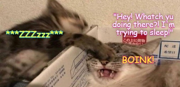 Some kitties are rather restless in their sleeps. - Lolcats - lol | cat ...