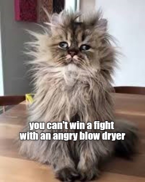 You can't win a fight with an angry blow dryer - Lolcats - lol | cat ...