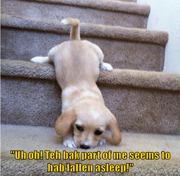 Uh oh! - I Has A Hotdog - Dog Pictures - Funny pictures of dogs - Dog ...